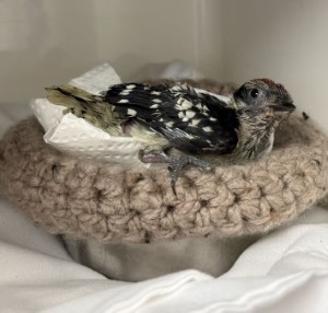 People Love To Help The Animals at CROW - Beach Talk Radio News | The ...